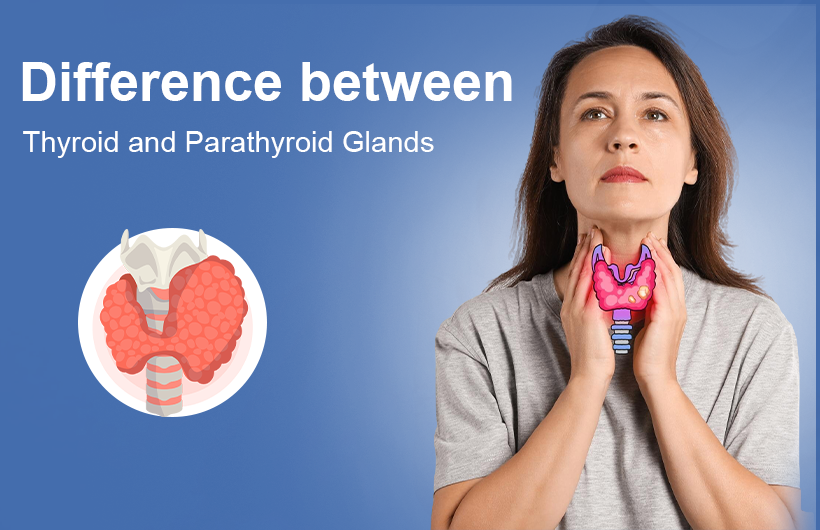 Difference Between Thyroid and Parathyroid Glands - Dr Moxit Shah